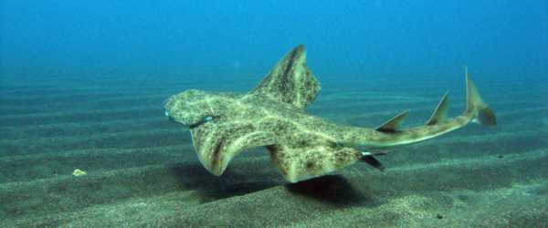 Angel Sharks in Gran Canaria